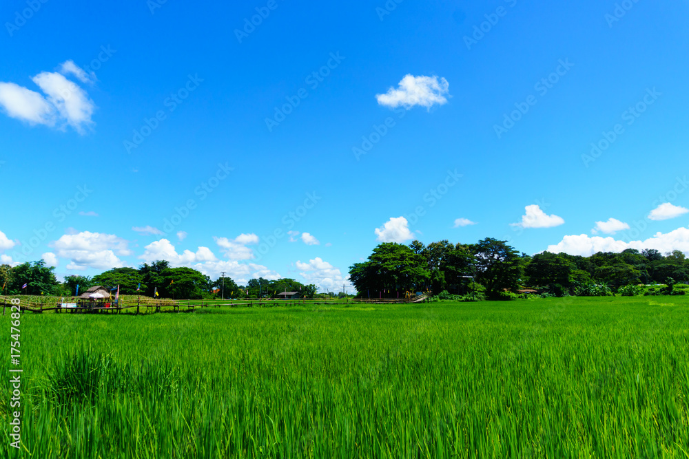 beautiful Rural bamboo bridge across the rice paddy fields with blue ...