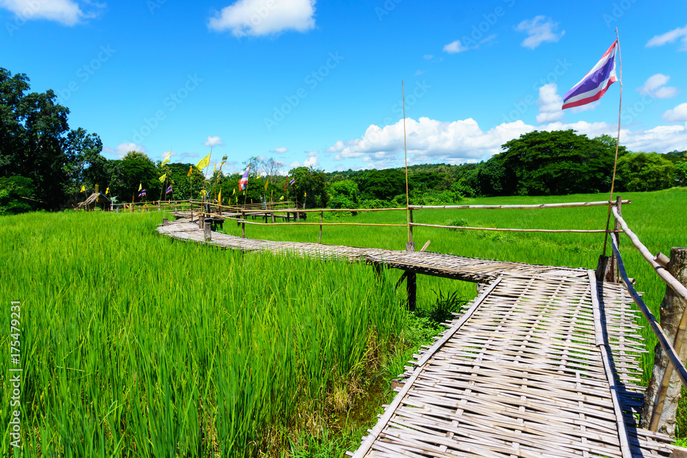 beautiful Rural bamboo bridge across the rice paddy fields with blue ...