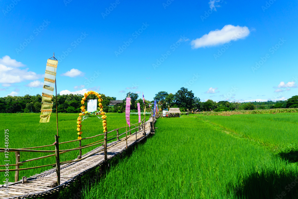 beautiful Rural bamboo bridge across the rice paddy fields with blue ...