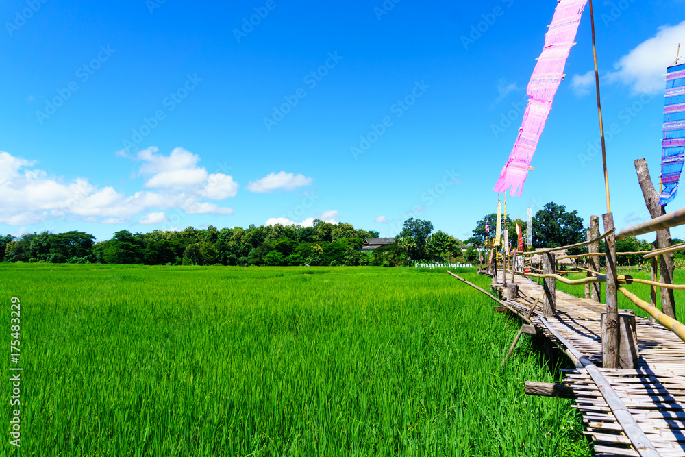 beautiful Rural bamboo bridge across the rice paddy fields with blue ...