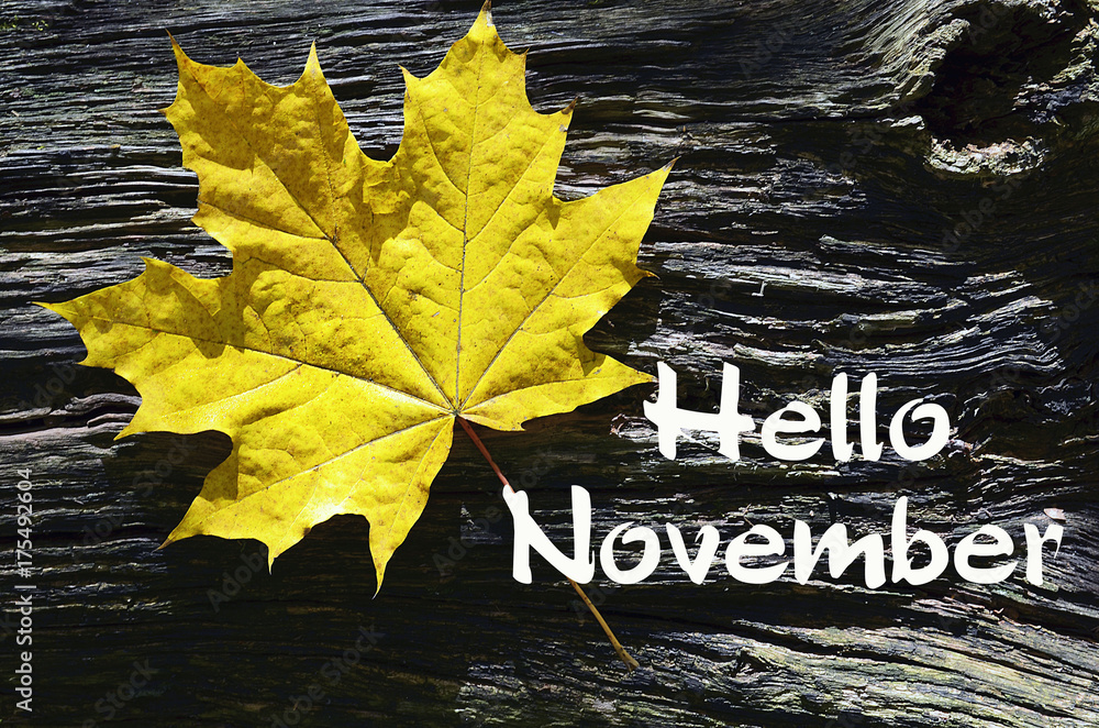 Yellow maple leaf on a tree bark background.Hello November.Autumn ...