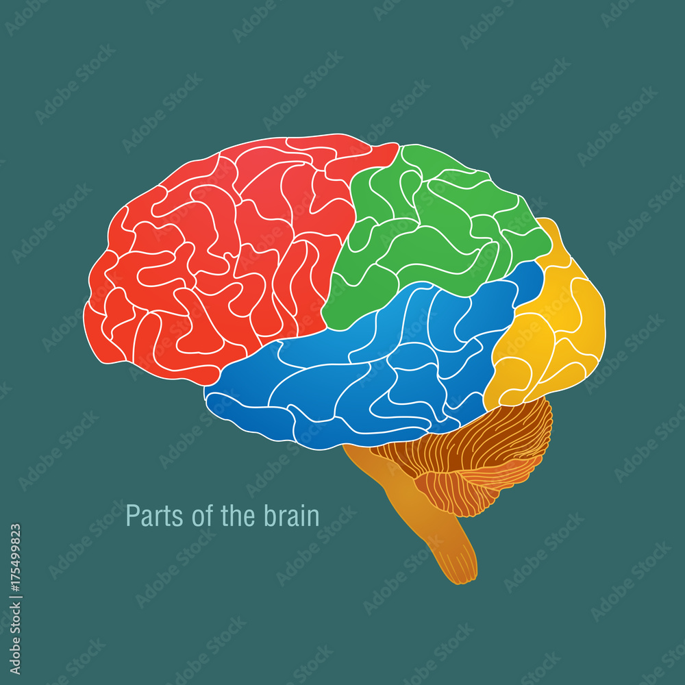 Parts of the brain. Color vector illustration Stock Vector | Adobe Stock