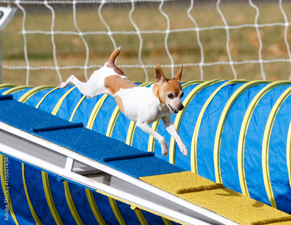 Can Small Dogs Do Agility