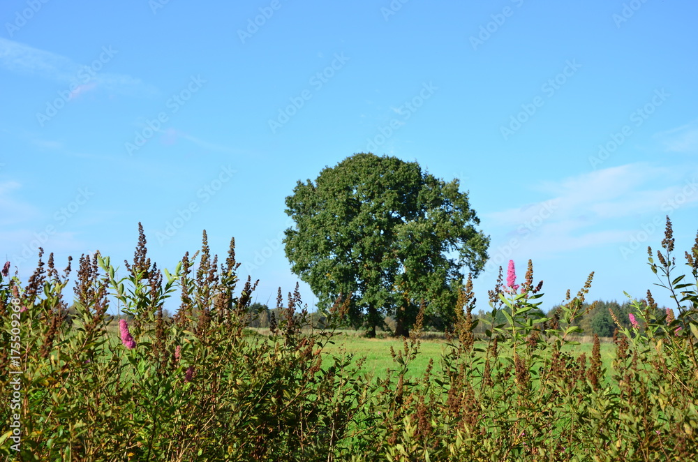 Baum Stock Photo | Adobe Stock