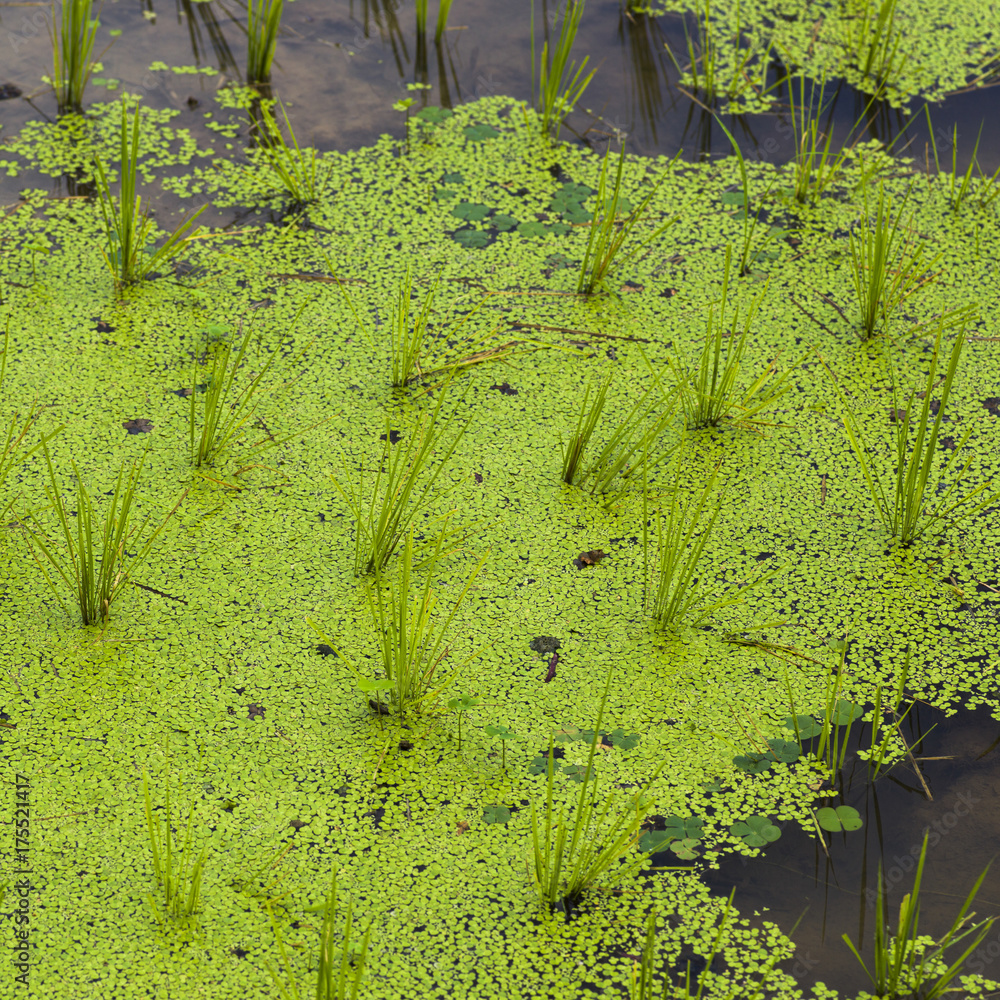 Rice plants growing in water in rice paddies, Kamu Lodge, Ban Gnoyhai ...