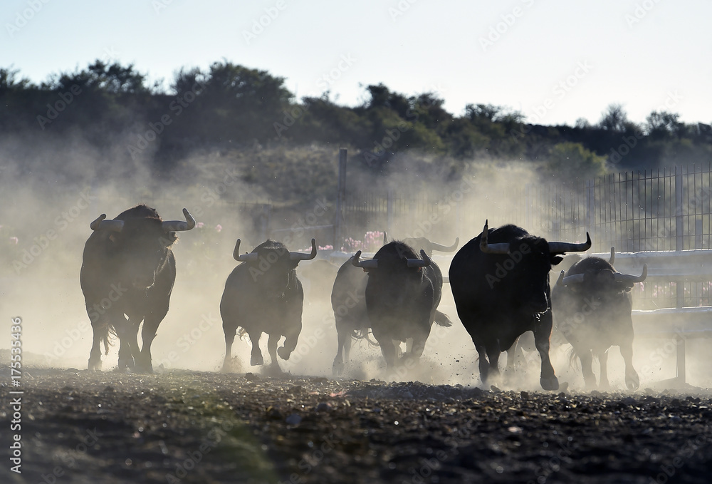 toro Stock Photo | Adobe Stock