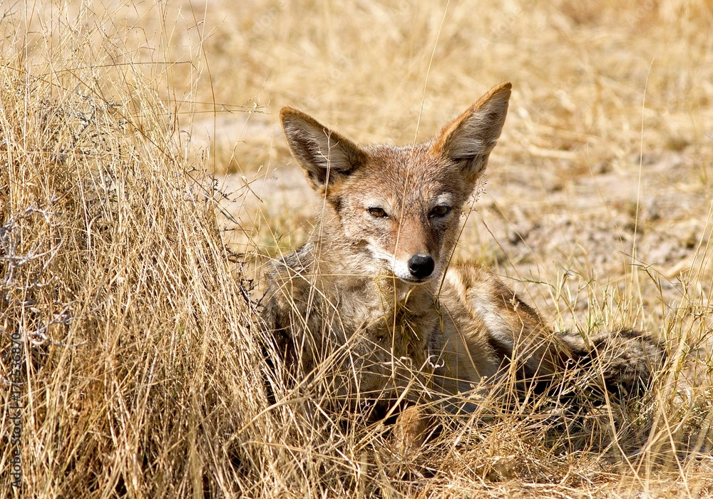 Black Backed Jackal looking ahead, while resting behind a small bunch ...