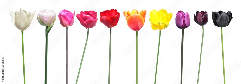 Variety of colors of tulip flowers. Color palette is an example of the ...