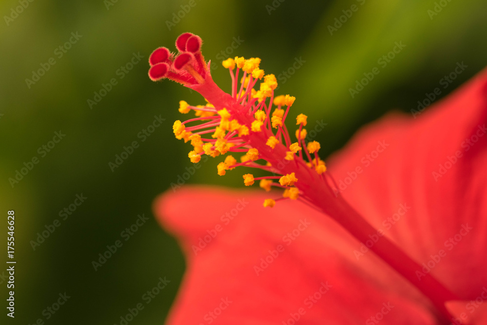 Extreme Close Up Flower