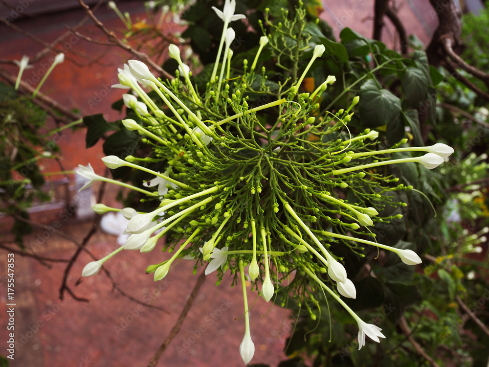 Top view of long white tree jasmine Indian Cork Tree (Millingtonia ...