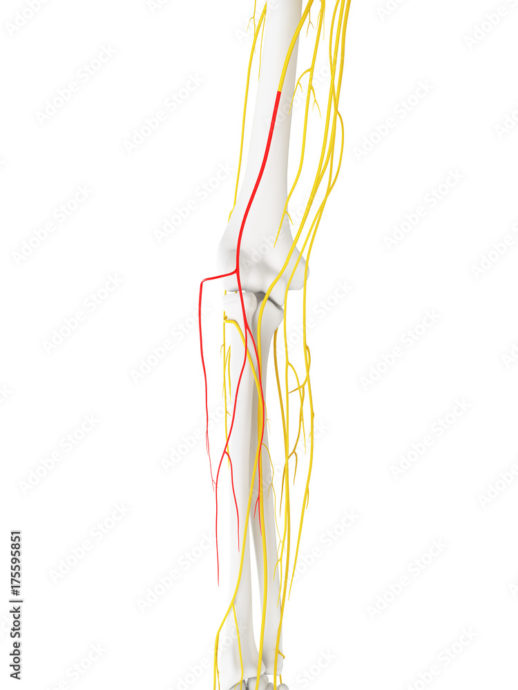 3d rendered medically accurate illustration of the Lateral Antebrachial ...