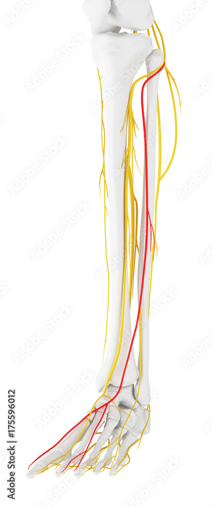 3d rendered medically accurate illustration of the superficial peroneal ...