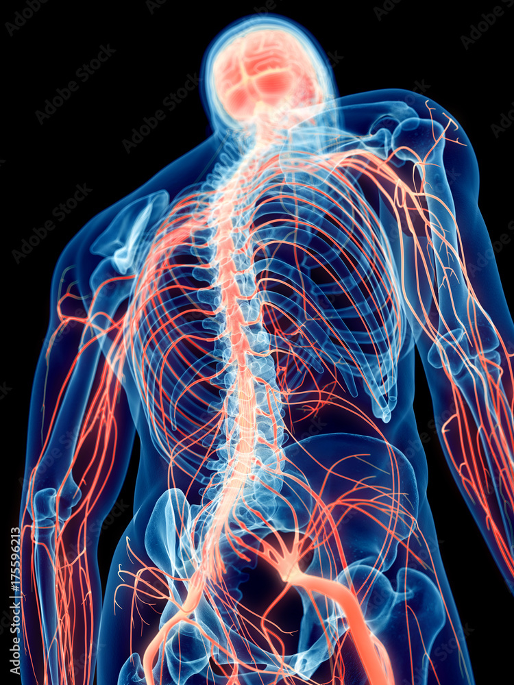 3d rendered medically accurate illustration of the human nerves Stock ...