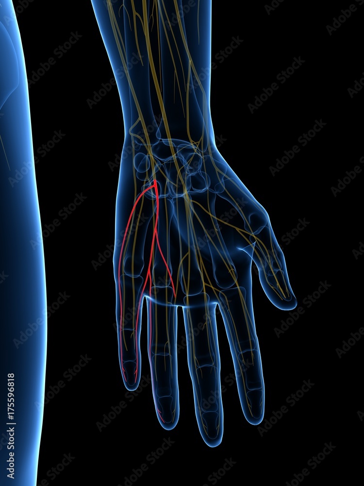 3d rendered medically accurate illustration of the Palmar Branch Ulnar ...