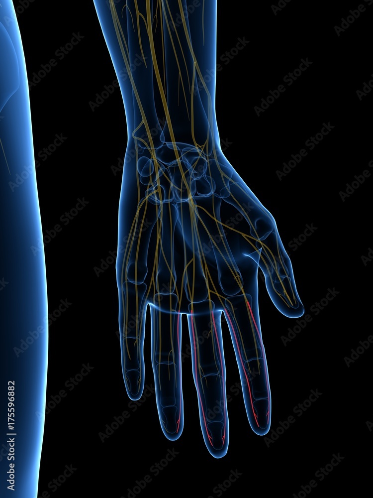 3d rendered medically accurate illustration of the Proper Palmar ...