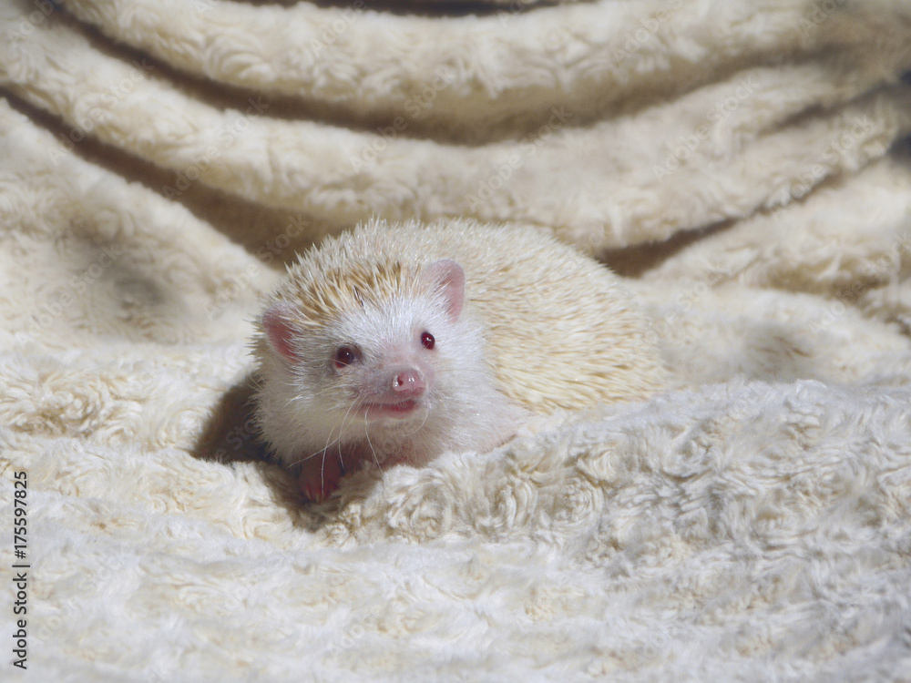 Smiling Baby Hedgehog