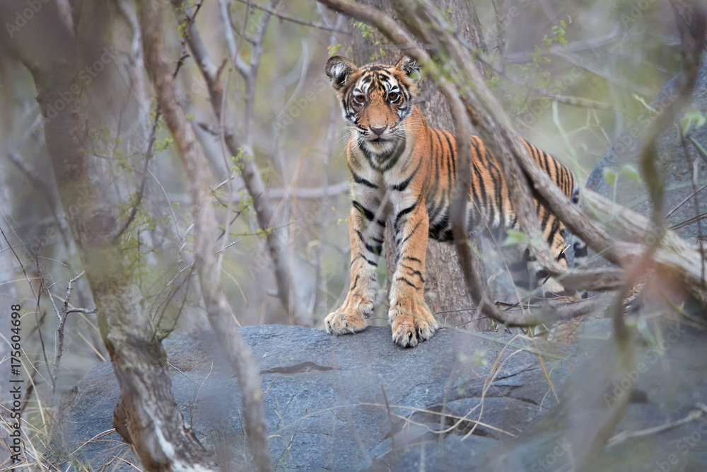 Wild cub of Bengal tiger, Panthera tigris, gazing at camera through dry ...