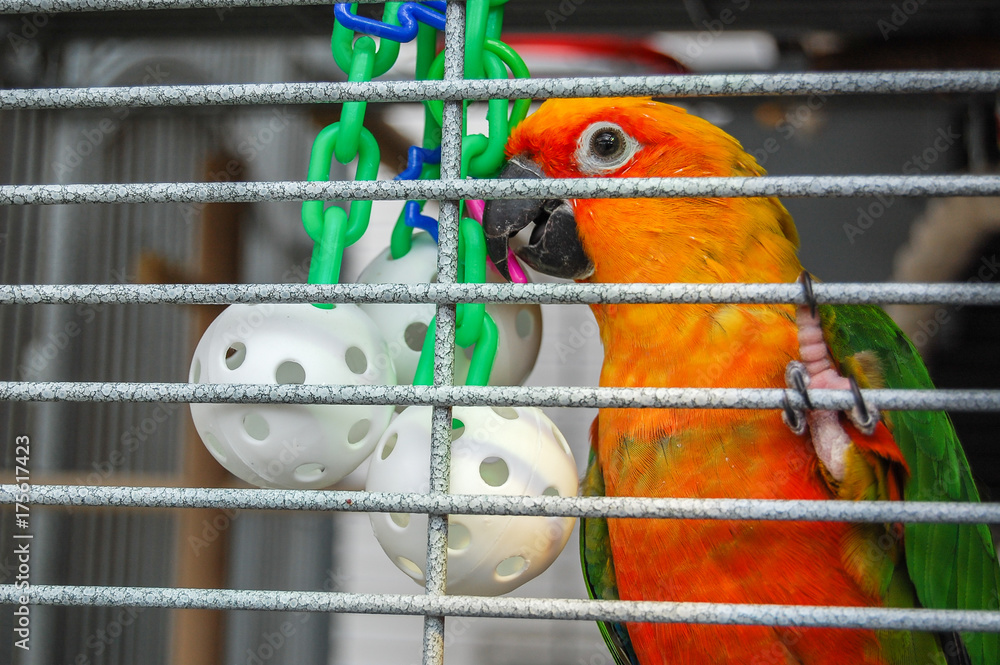 Pretty parrot in cage with wiffle ball toy. A pet Jenday Conure ...
