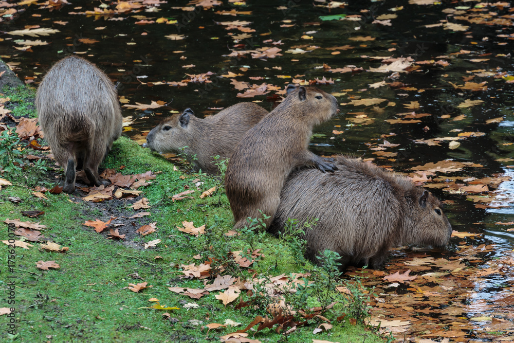 Capibara's Stock Photo | Adobe Stock
