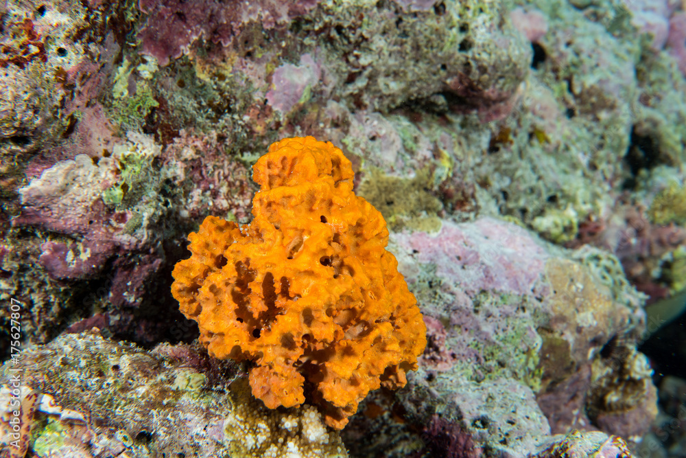 Orange sponge in the reef background while divinig Indonesia Stock ...
