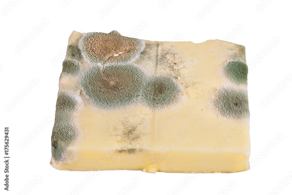 Rotten Cheese