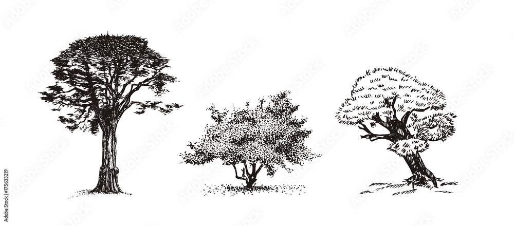 Three trees hand drawn sketch. Hand drawn botanical sketches of bushes ...