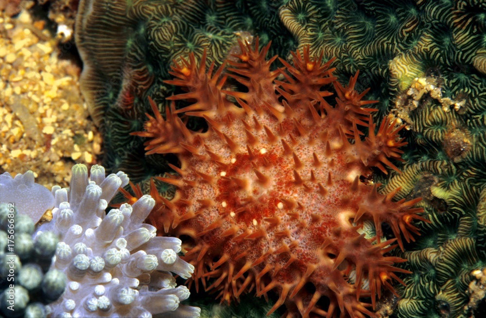 Crown-of-Thorns Sea Star, Starfish (Acanthaster planci), Philippines ...