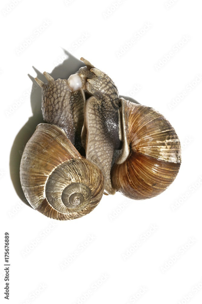 Burgundy snails, Roman snails, edible snails or escargots (Helix ...