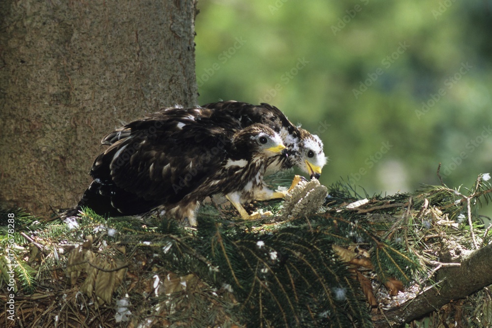 Honey Buzzard (Pernis apivorus), young birds pulling larvae from a wasp ...