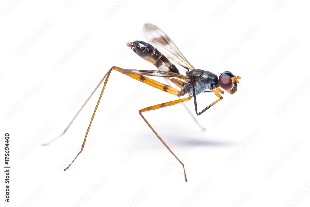 Stilt-legged fly use its front legs to rubs its wing isolated on white ...