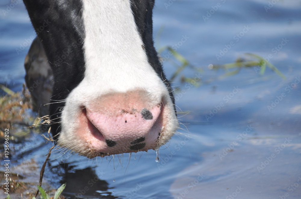 The cow's mouth. Moist nostrils domestic cattle. Organ of smell. Stock ...