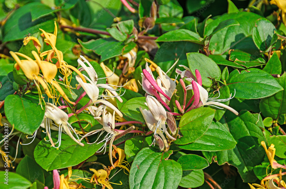 Lonicera caprifolium (goat-leaf honeysuckle, Italian honeysuckle ...