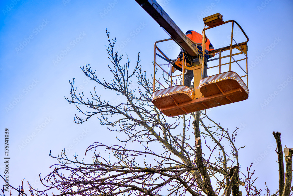 Tree pruning and sawing by a man with a chainsaw, standing on a ...