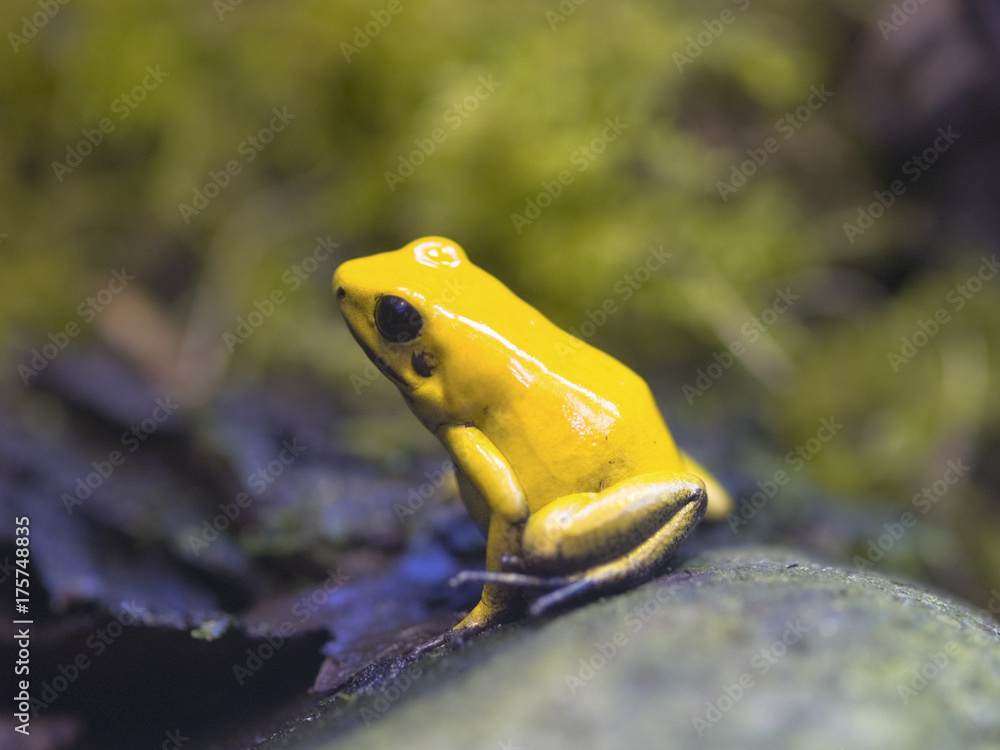 Black legged or Bi-Coloured Poison Dart Frog (Phyllobates bicolor) one ...