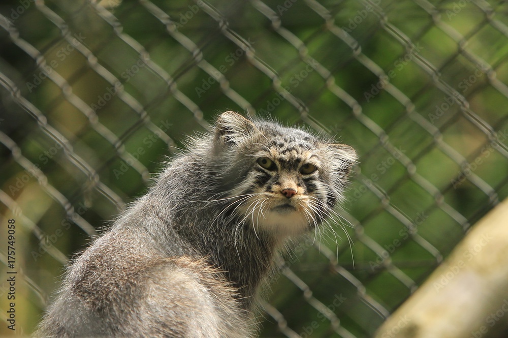 Close up of a Pallas's cat in captivity Stock Photo | Adobe Stock