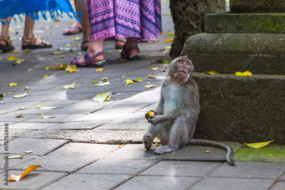 Ubud Monkey Forest. Bali, Indonesia. Stock Photo | Adobe Stock