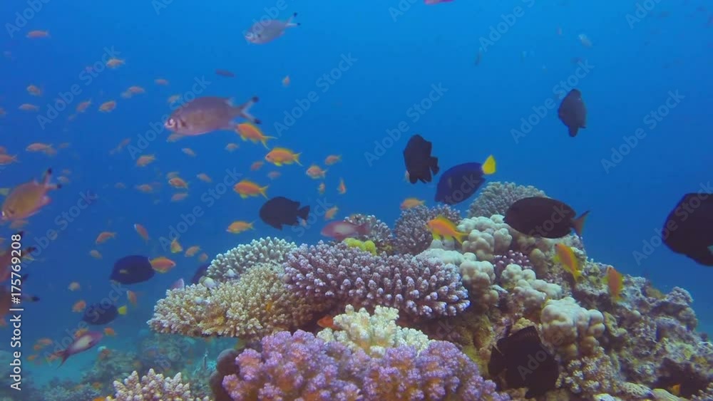 Tropical Fishes and Purple Tang Fish. Picture of beautiful underwater ...