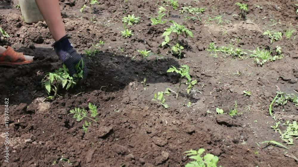 A woman farmer weeds the garden, cleans weeds around young green plants ...