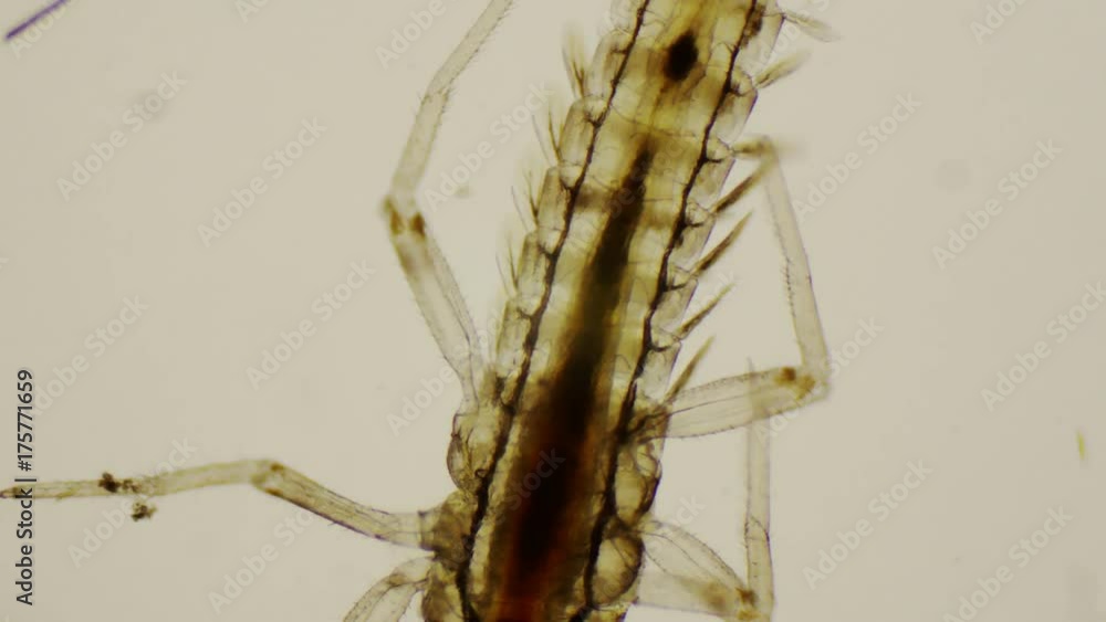 Mayfly nymph, dorsal view under the microscope in 4k Stock ビデオ | Adobe ...