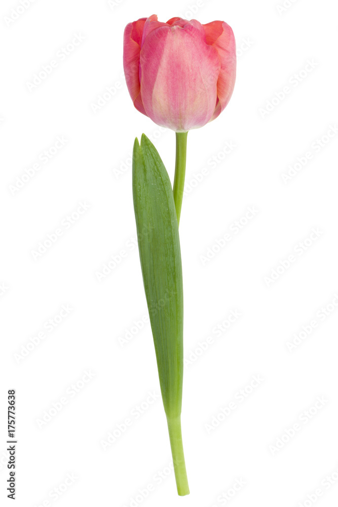 one pink tulip flower isolated on white background Stock Photo | Adobe ...