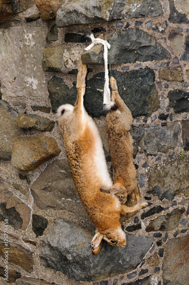 Two dead rabbits, tied by a rope, and hanging from a stone wall Stock ...