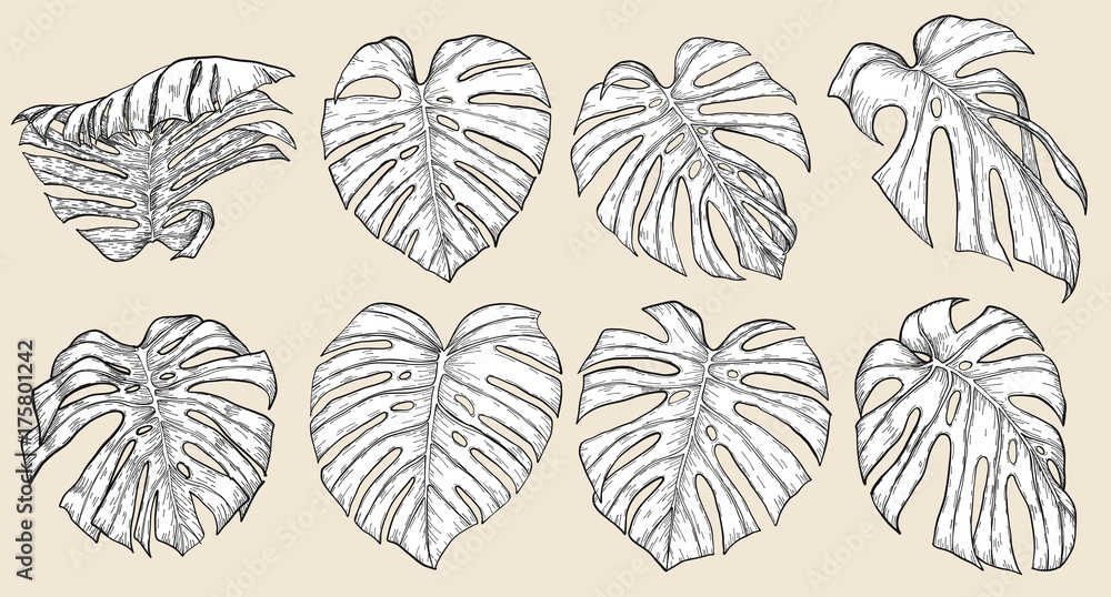 Monstera leaf sketch by hand drawing.Monstera vector set on white ...
