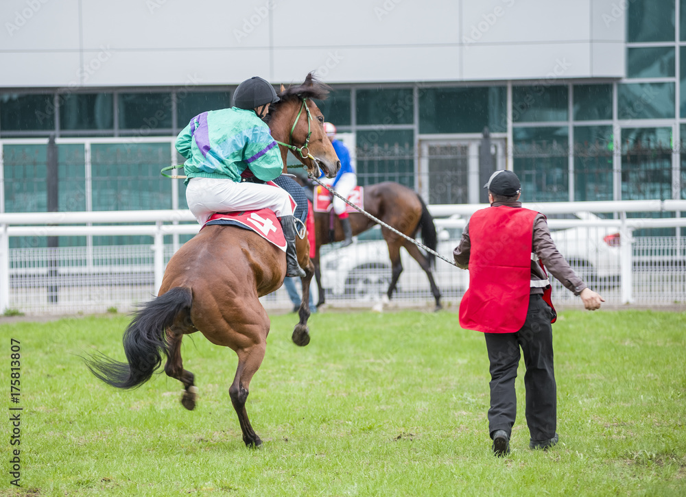 horse stands on one leg. horse drops the jockey. horse shows character ...