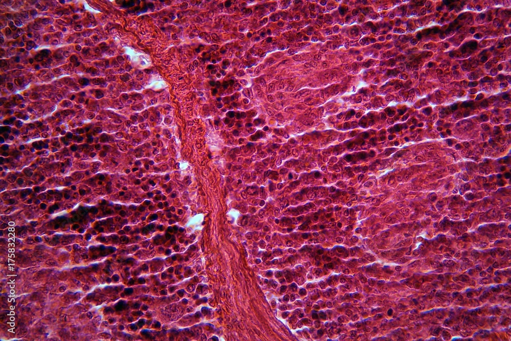 Pancreas Cells under the Microscope Stock Photo | Adobe Stock
