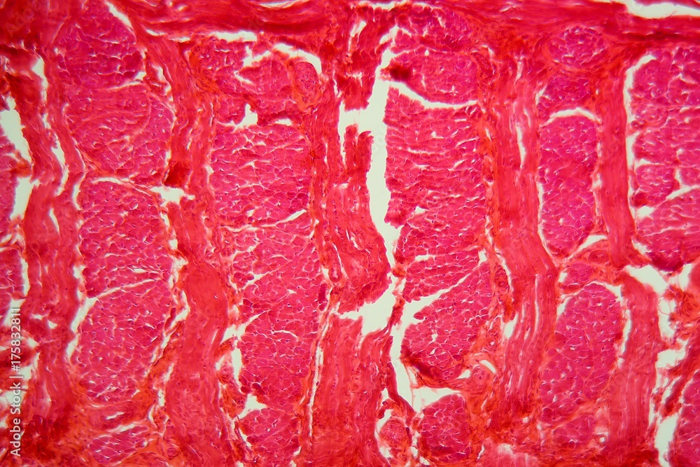 Tongue Cells under the Microscope Stock Photo | Adobe Stock
