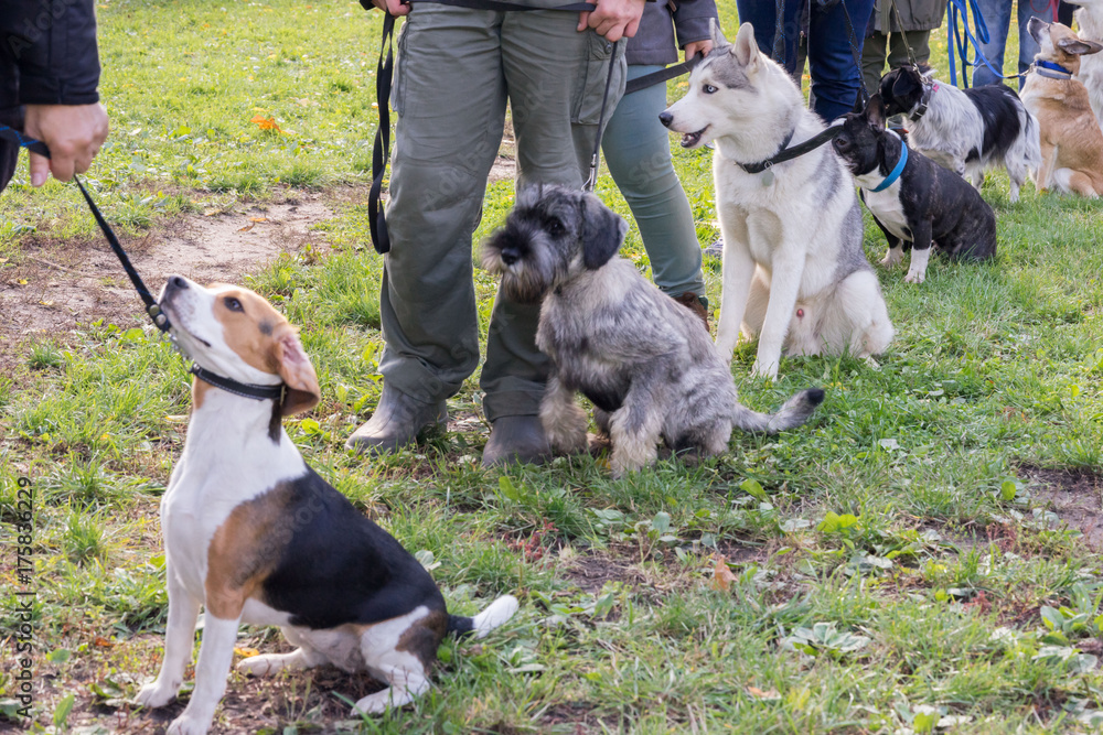 Foto de Group of dogs with owners at obedience class. Queue of dogs in ...