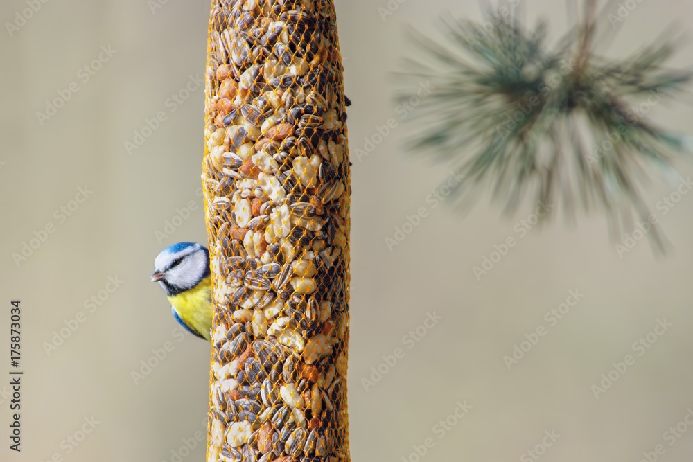 Vogel Blaumeise hat Mais Futter als Hilfe im Winter Stock Photo | Adobe ...