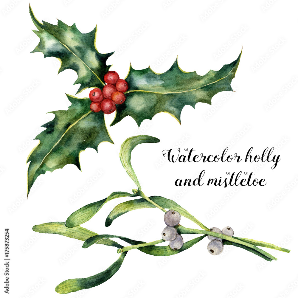 Watercolor holly and mistletoe set. Hand painted holly and mistletoe ...