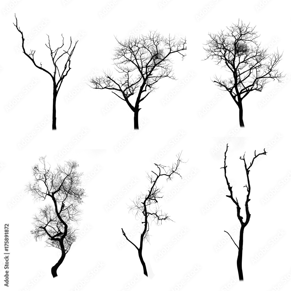 Dead tree silhouette isolated on white background Stock Photo | Adobe Stock