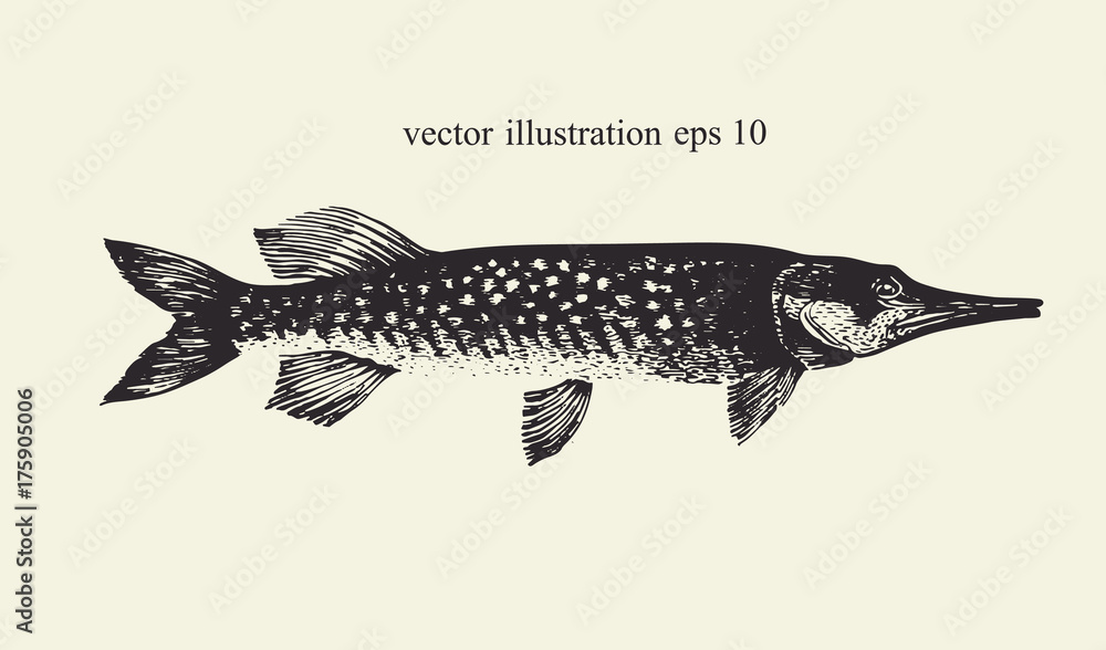 Pike. Hand drawn retro vector illustration. Fish silhouette Stock ...